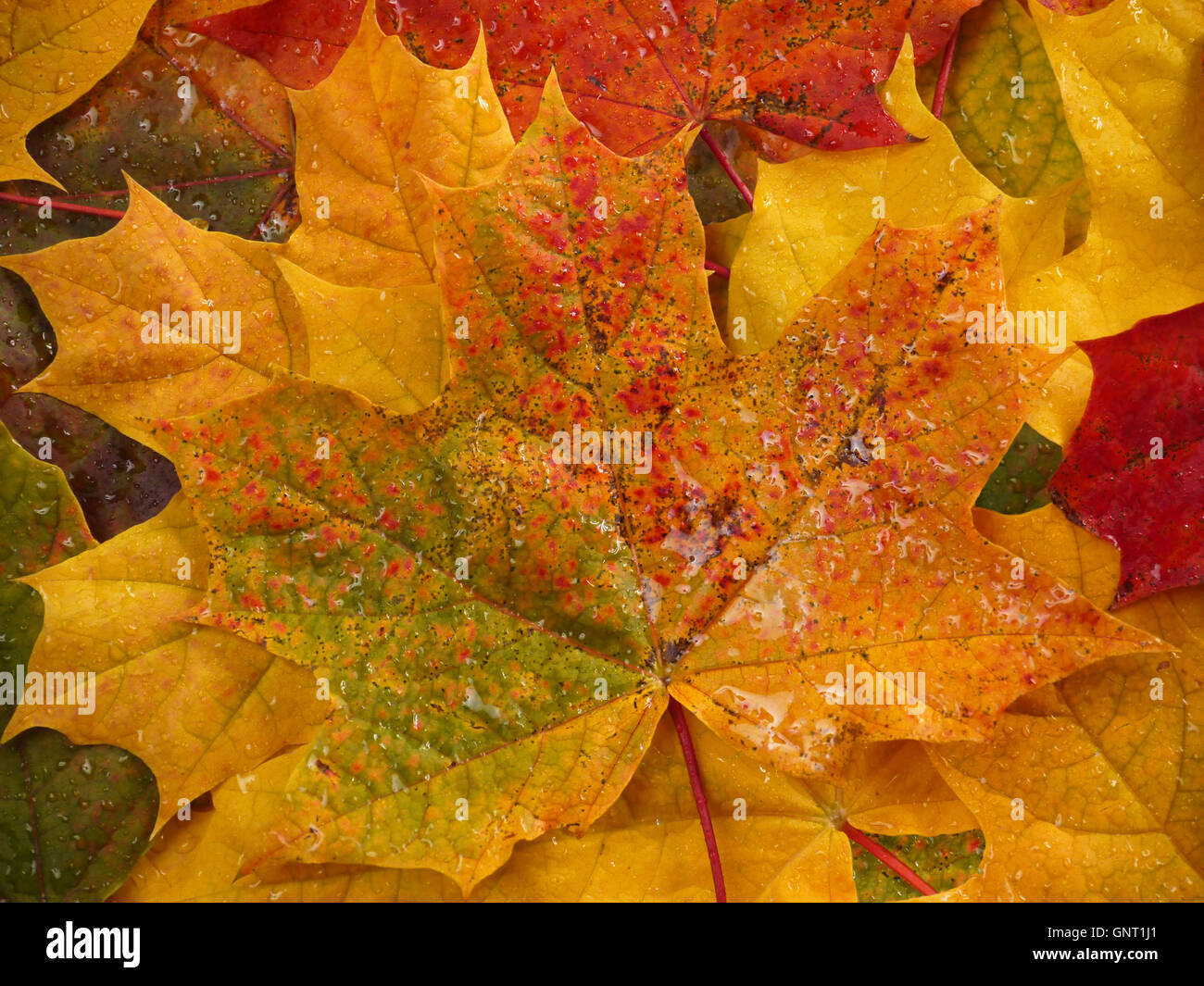 Rain water drops leaves hi-res stock photography and images - Alamy