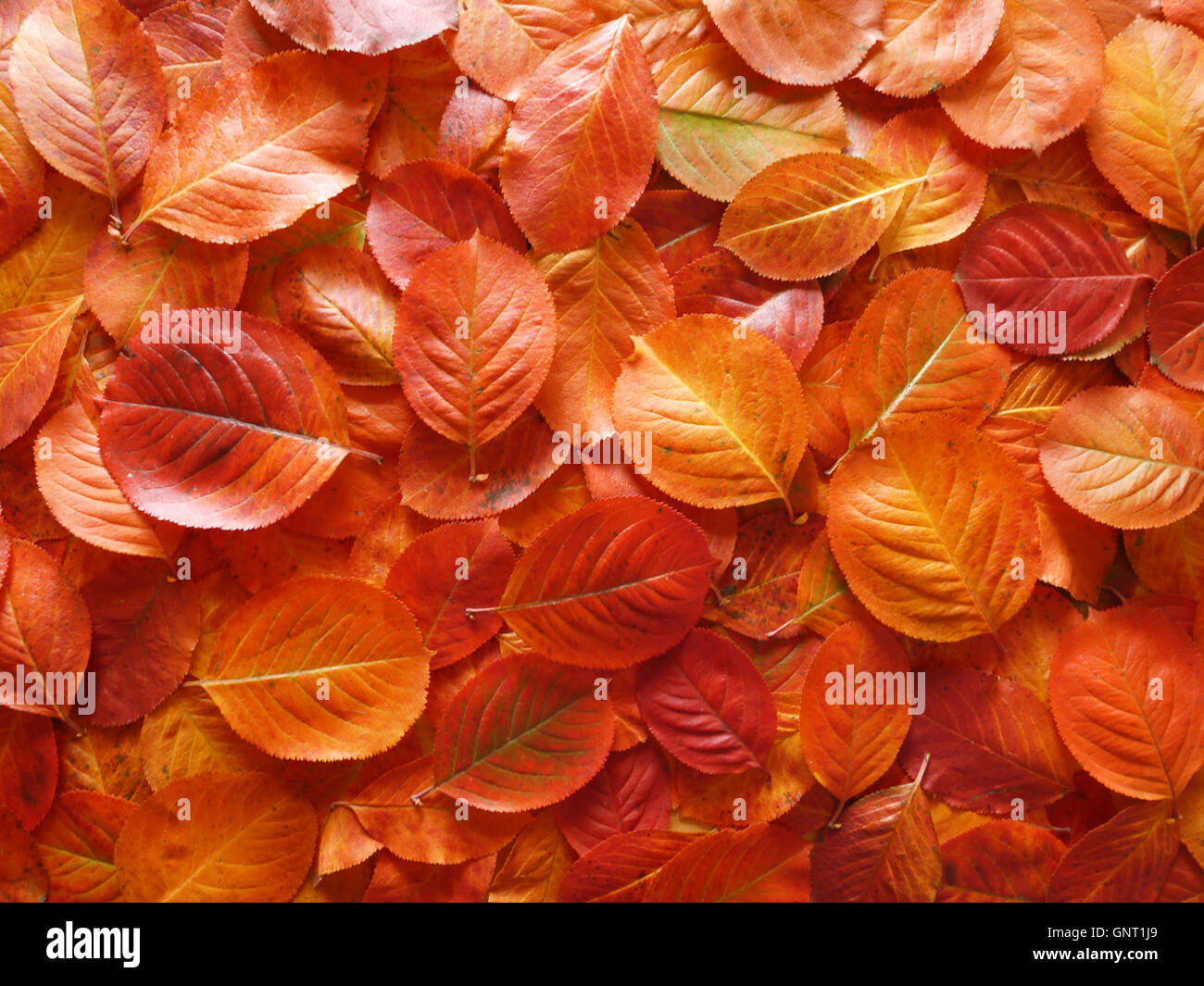 Fall colored leaves background Stock Photo - Alamy
