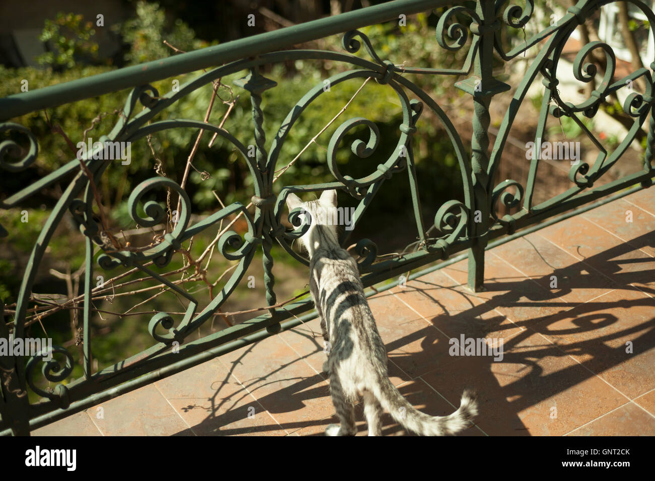Cat on the balcony hi-res stock photography and images - Alamy