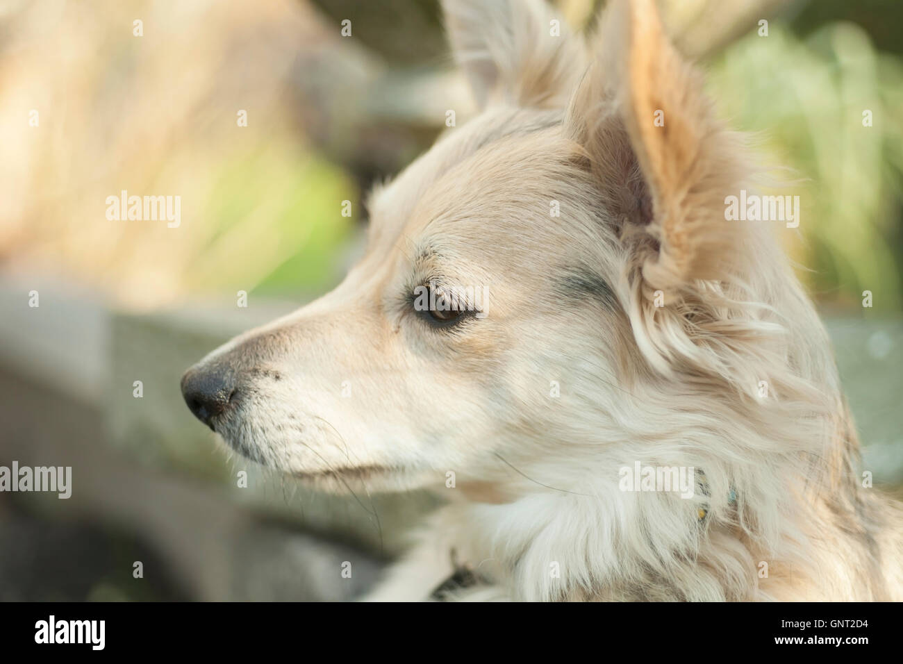 Gray dog hi-res stock photography and images - Alamy