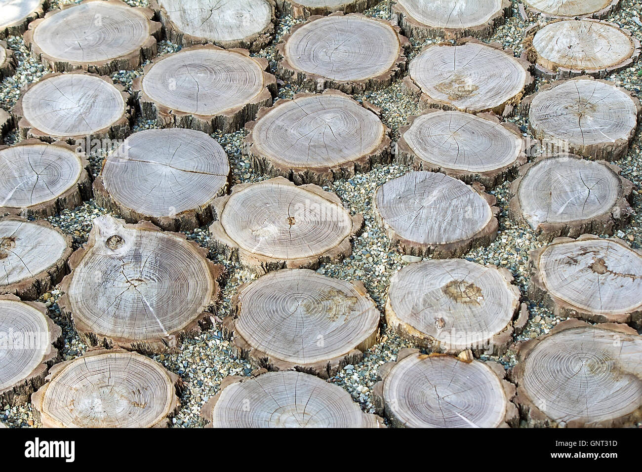 Sawn tree trunks placed on the walkway , the spaces between them filled ...
