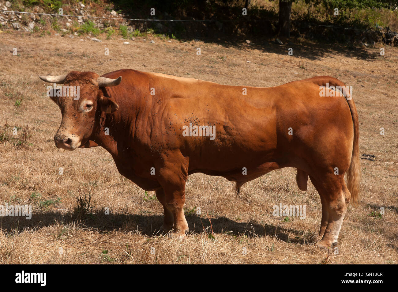 Europe with bull hi-res stock photography and images - Alamy
