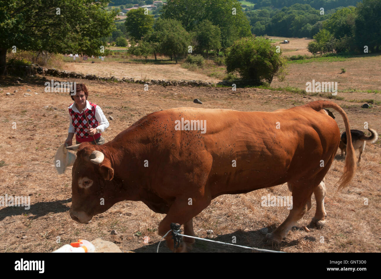 Bull farm hi-res stock photography and images - Alamy