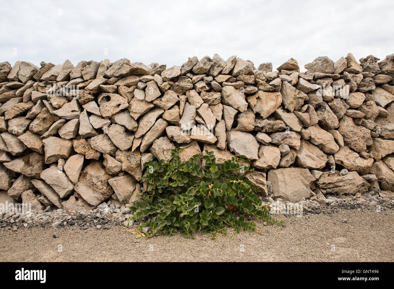 Plant growing in stone hi-res stock photography and images - Alamy