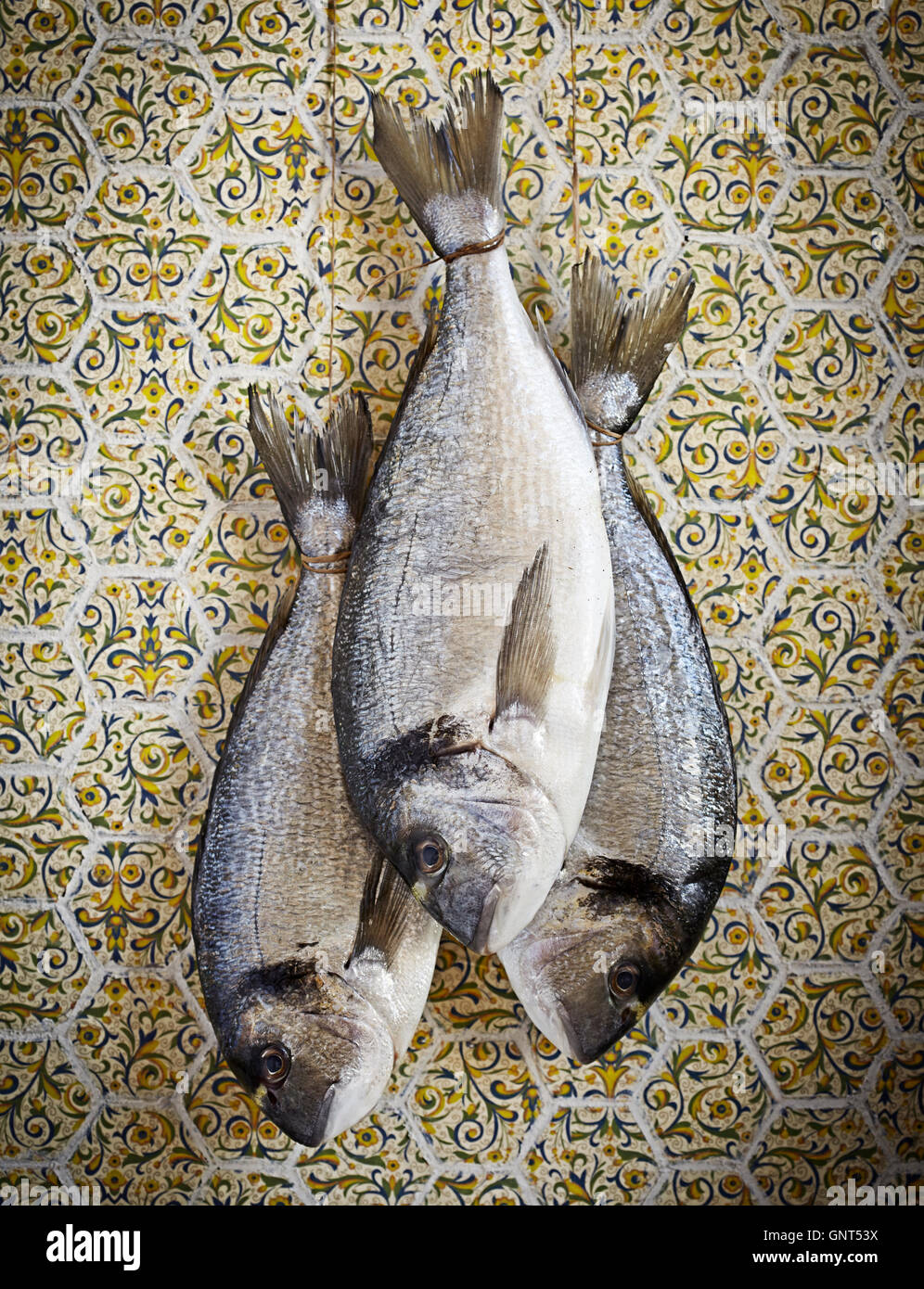 Salema porgy fish hi-res stock photography and images - Alamy