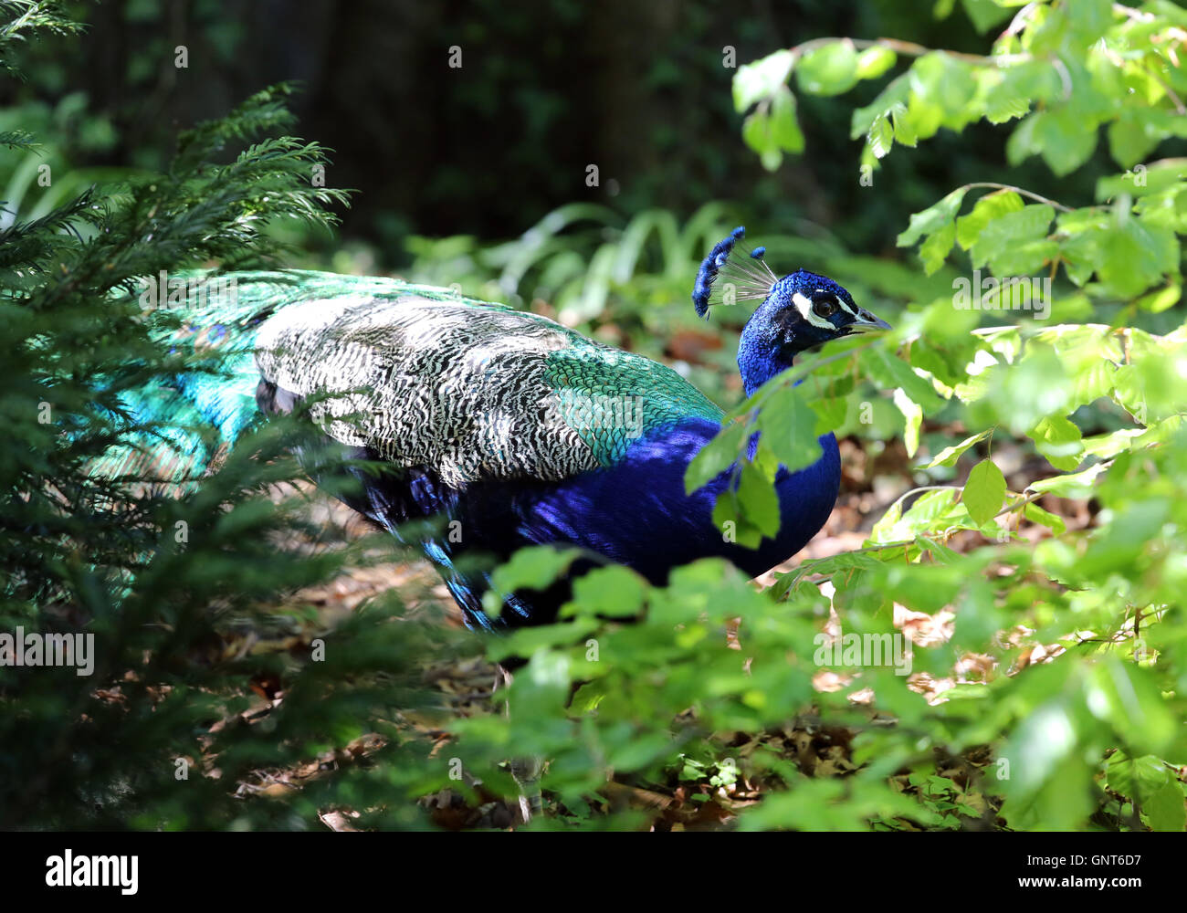 Berlin, Germany, Blue peacock hiding in the bushes Stock Photo - Alamy