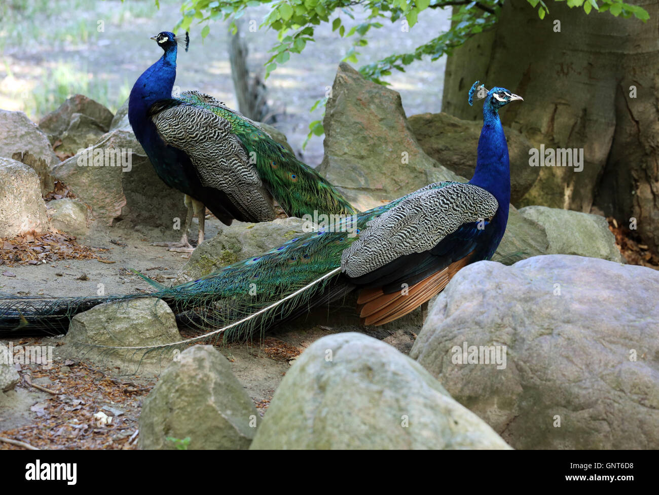 Blue Peacocks