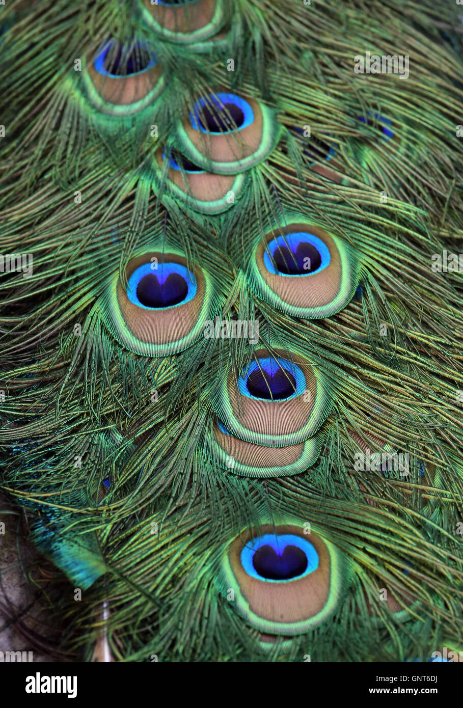 Berlin, Germany, tail feathers of a male peacock Stock Photo - Alamy