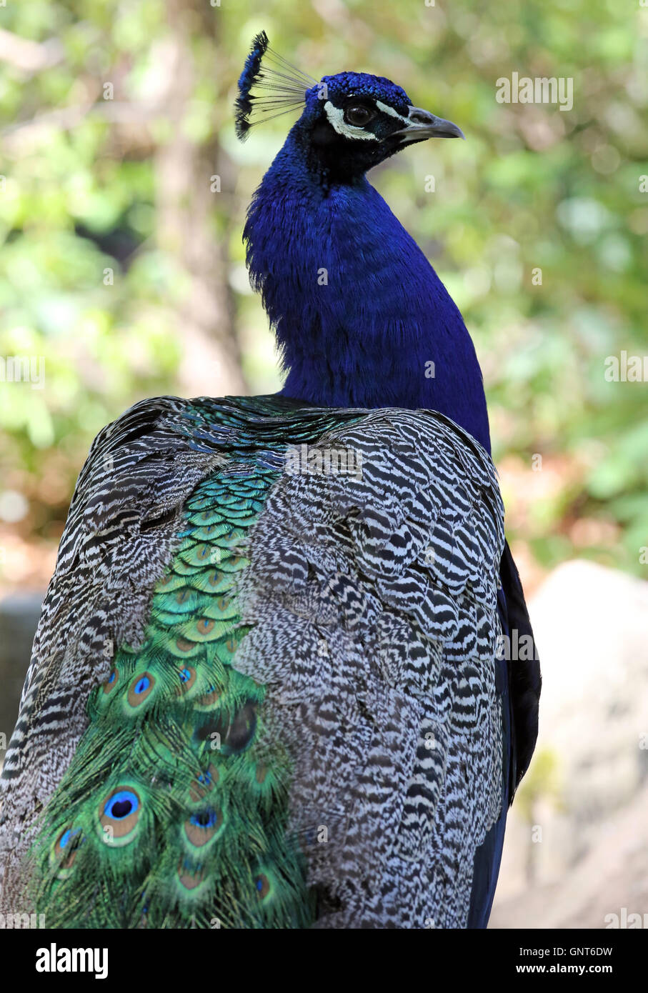 Berlin, Germany, Blue Peacock Stock Photo - Alamy