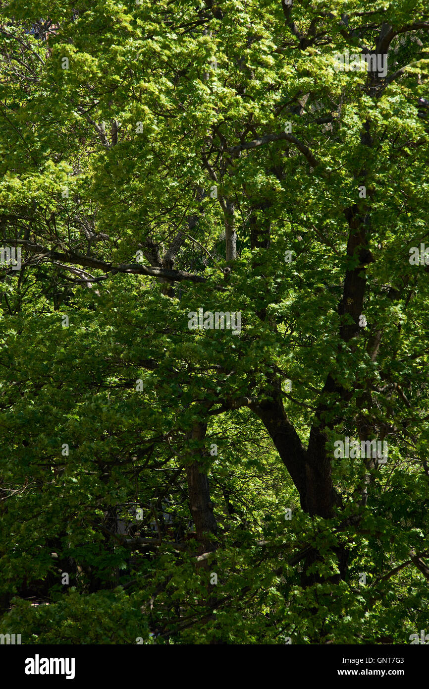 Berlin, Germany, maple tree Stock Photo - Alamy