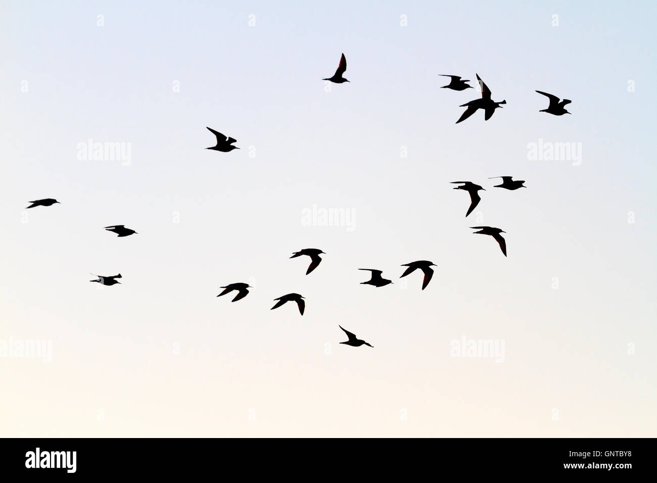 flock of shorebirds migrate south Stock Photo - Alamy