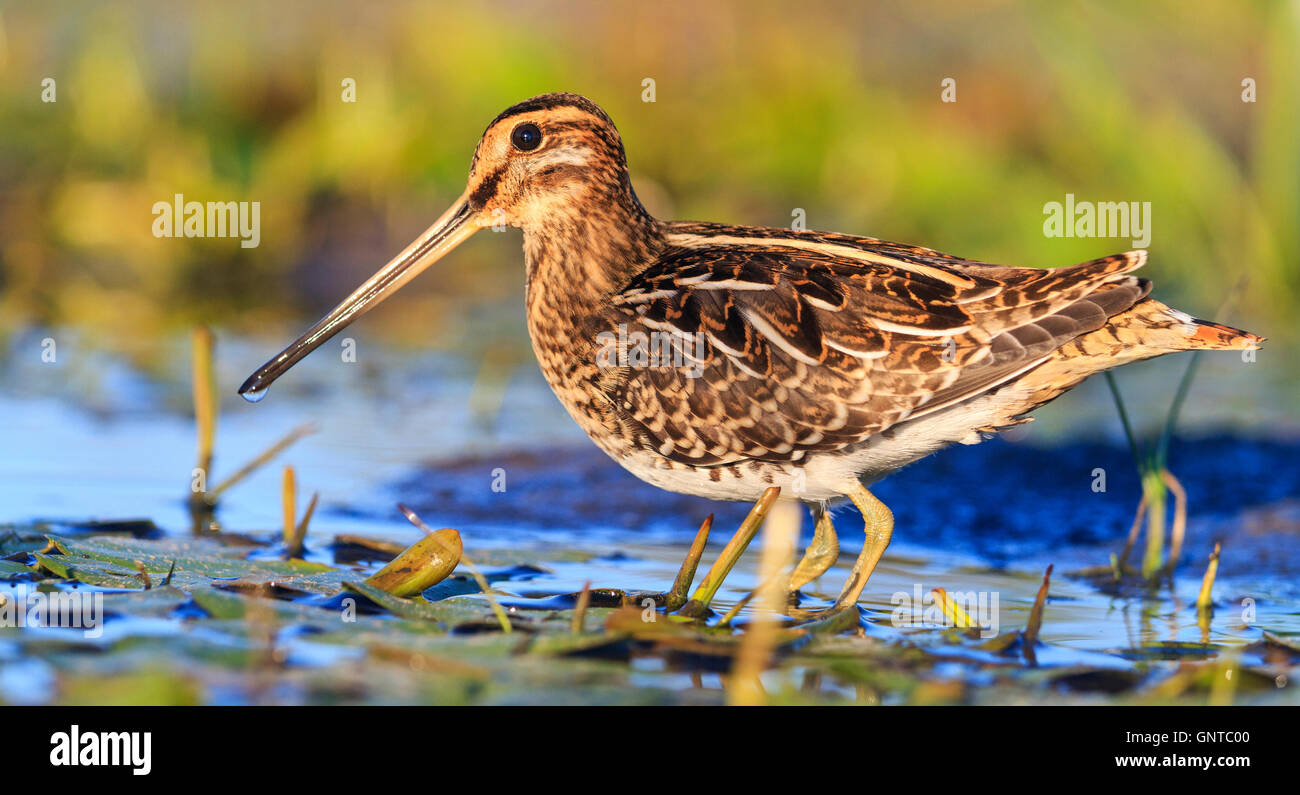Snipe bird hi-res stock photography and images - Alamy