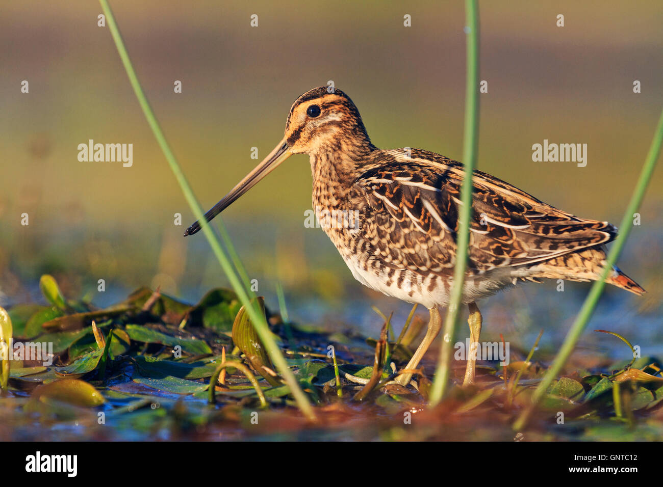 Snipe bird hi-res stock photography and images - Alamy