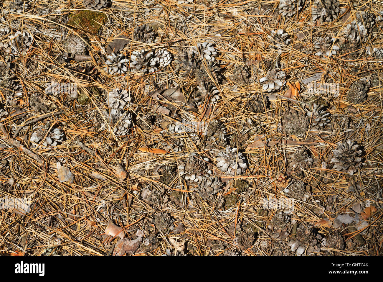 texture forest floor Stock Photo - Alamy