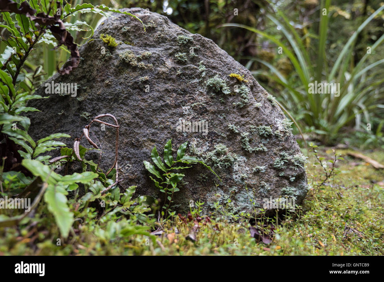 Ferns and vegetation on rock, New Zealand Stock Photo - Alamy