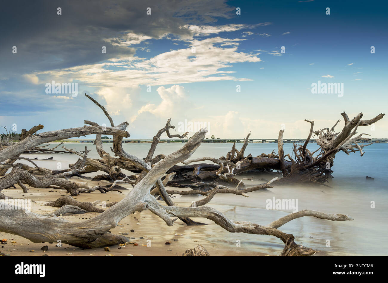 Photograph of a group of dead trees lying on the beach Stock Photo - Alamy