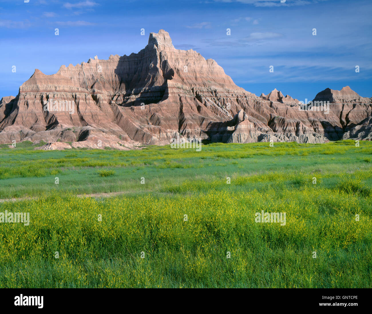 USA, South Dakota, Badlands National Park, North Unit, Yellow sweet ...