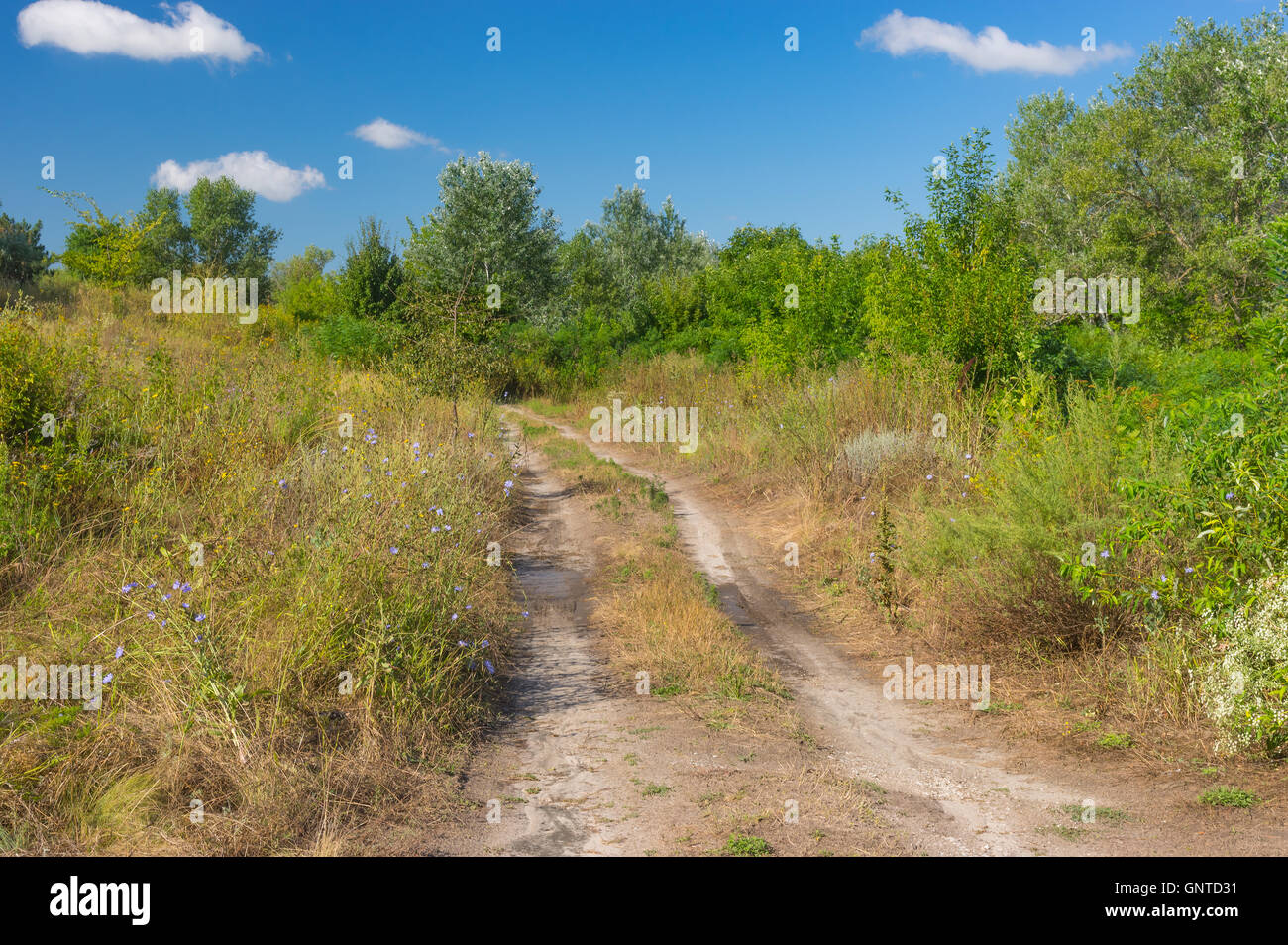 Summer landscape with an earth road in overgrown planting Stock Photo ...