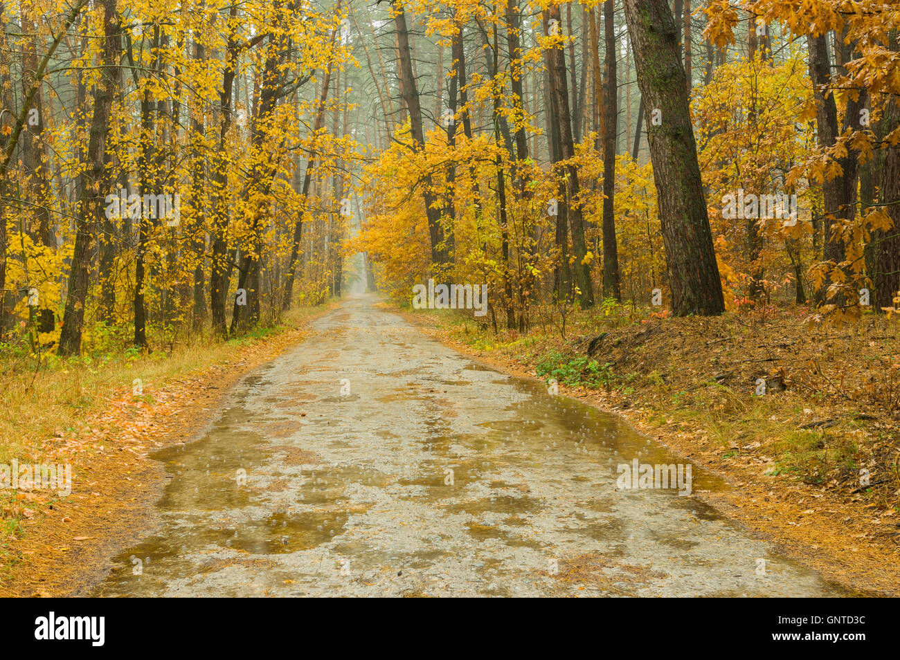 Mist rain forest hi-res stock photography and images - Alamy