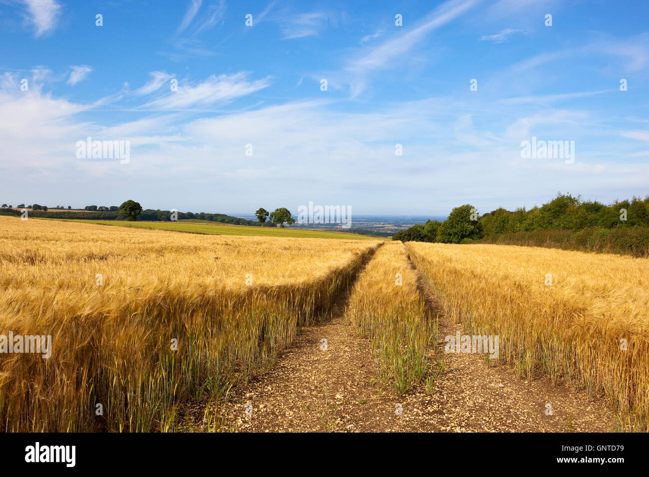 Tractor tracks in a golden barley field overlooking the vale of York ...