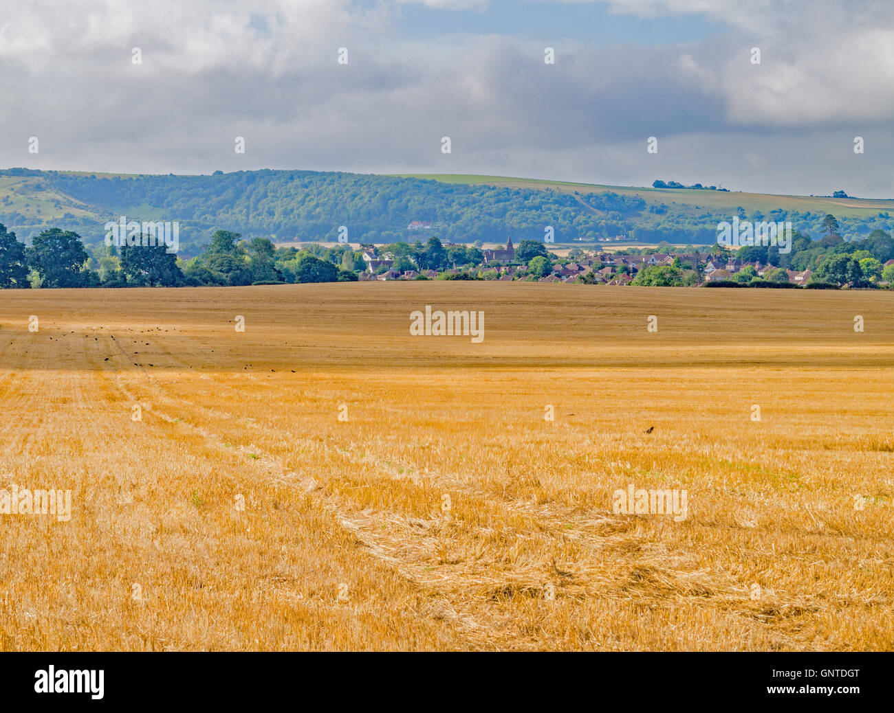Barley straw hi-res stock photography and images - Alamy