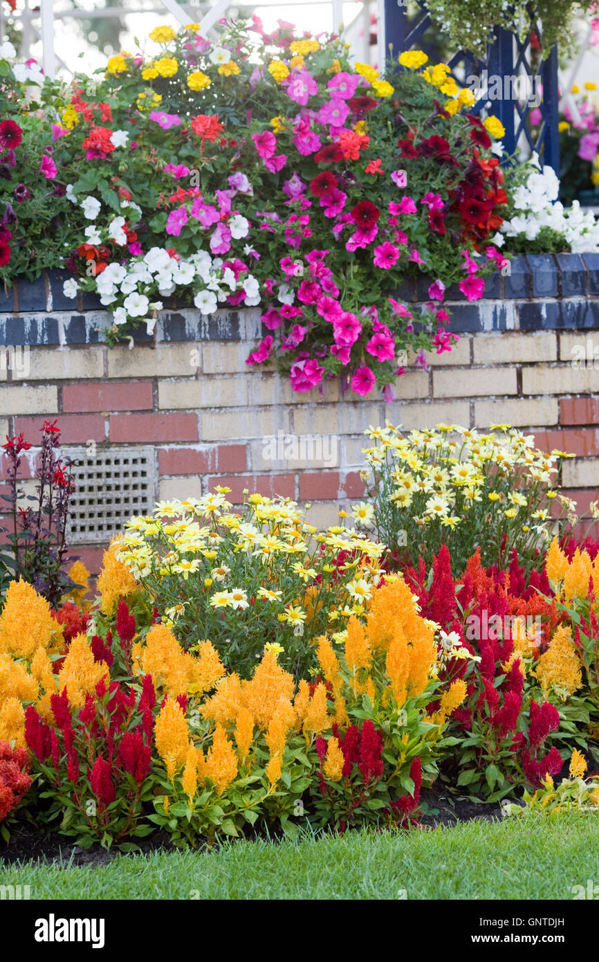 colorful display of garden flowers Stock Photo - Alamy
