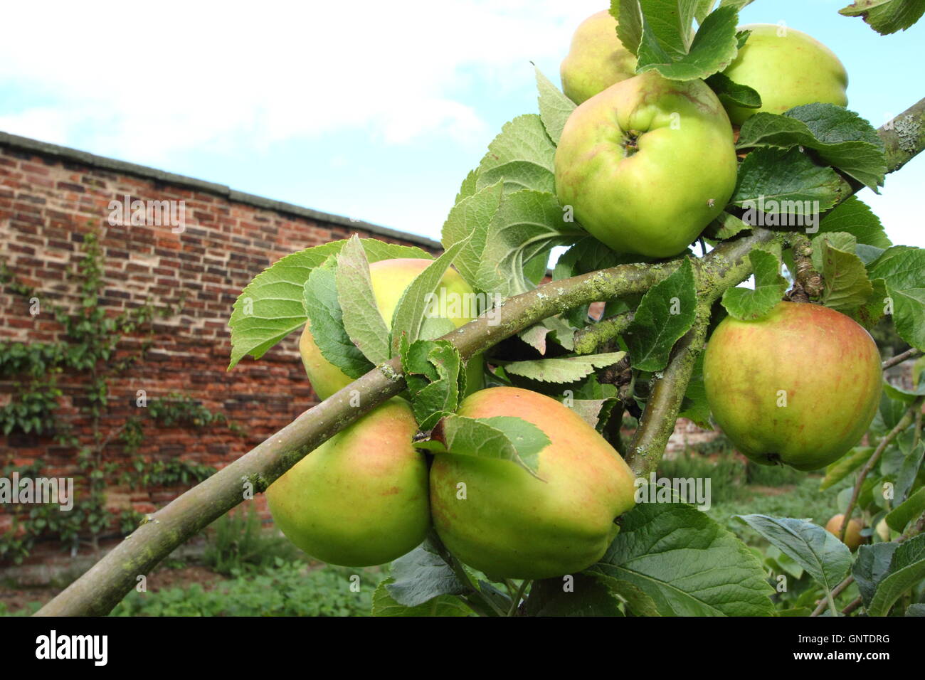 Apple variety tree orchard fruit hi-res stock photography and images ...