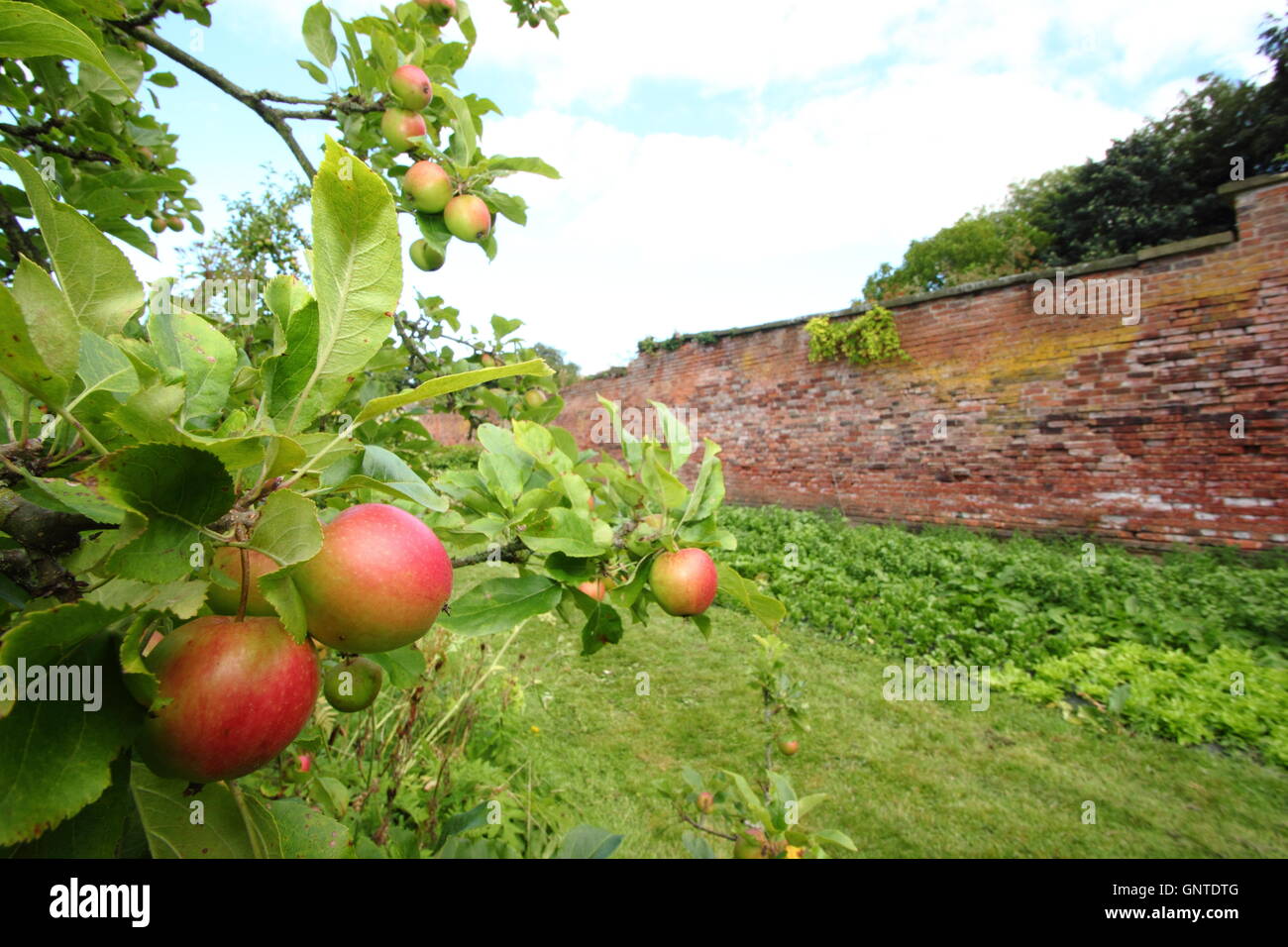 Apple orchard kent traditional hi-res stock photography and images - Alamy