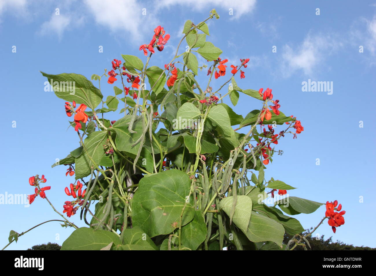 Flowers and beans on a supported runner bean plant (phaseolus coccineus ...