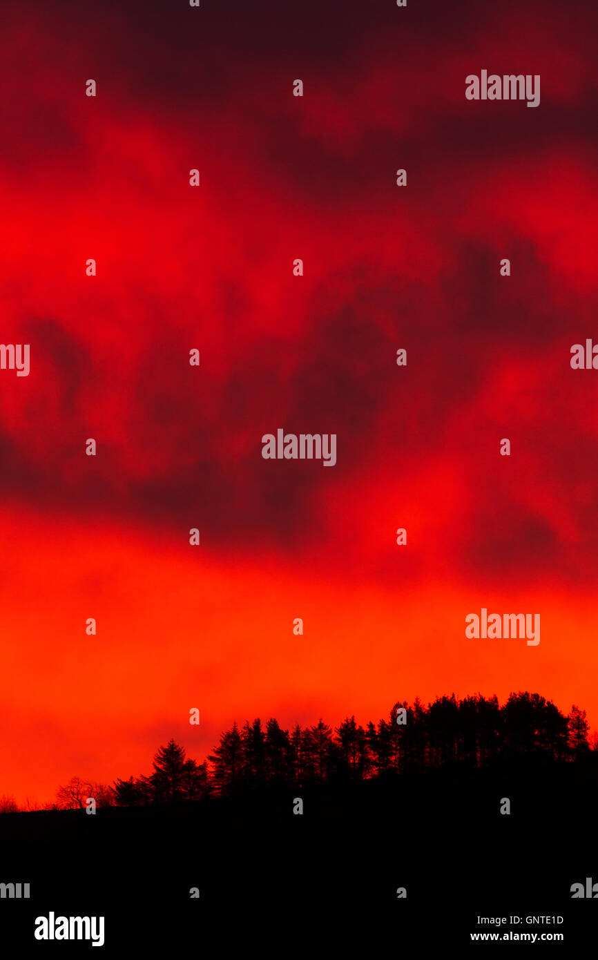 A line of trees in silhouette beneath a blazing red sky at daybreak ...