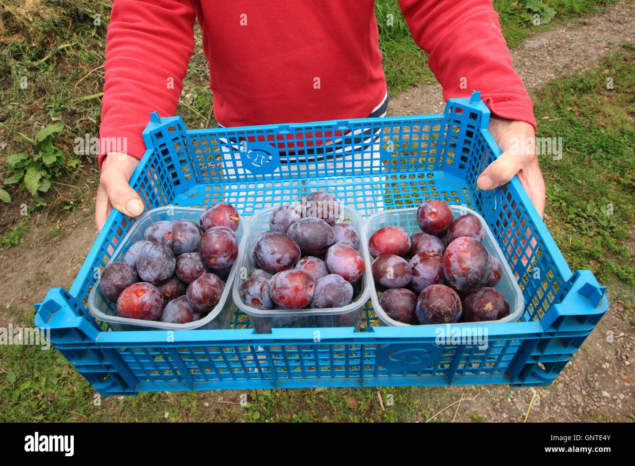 Punnets of freshly harvested plums in an English orchard garden setting ...