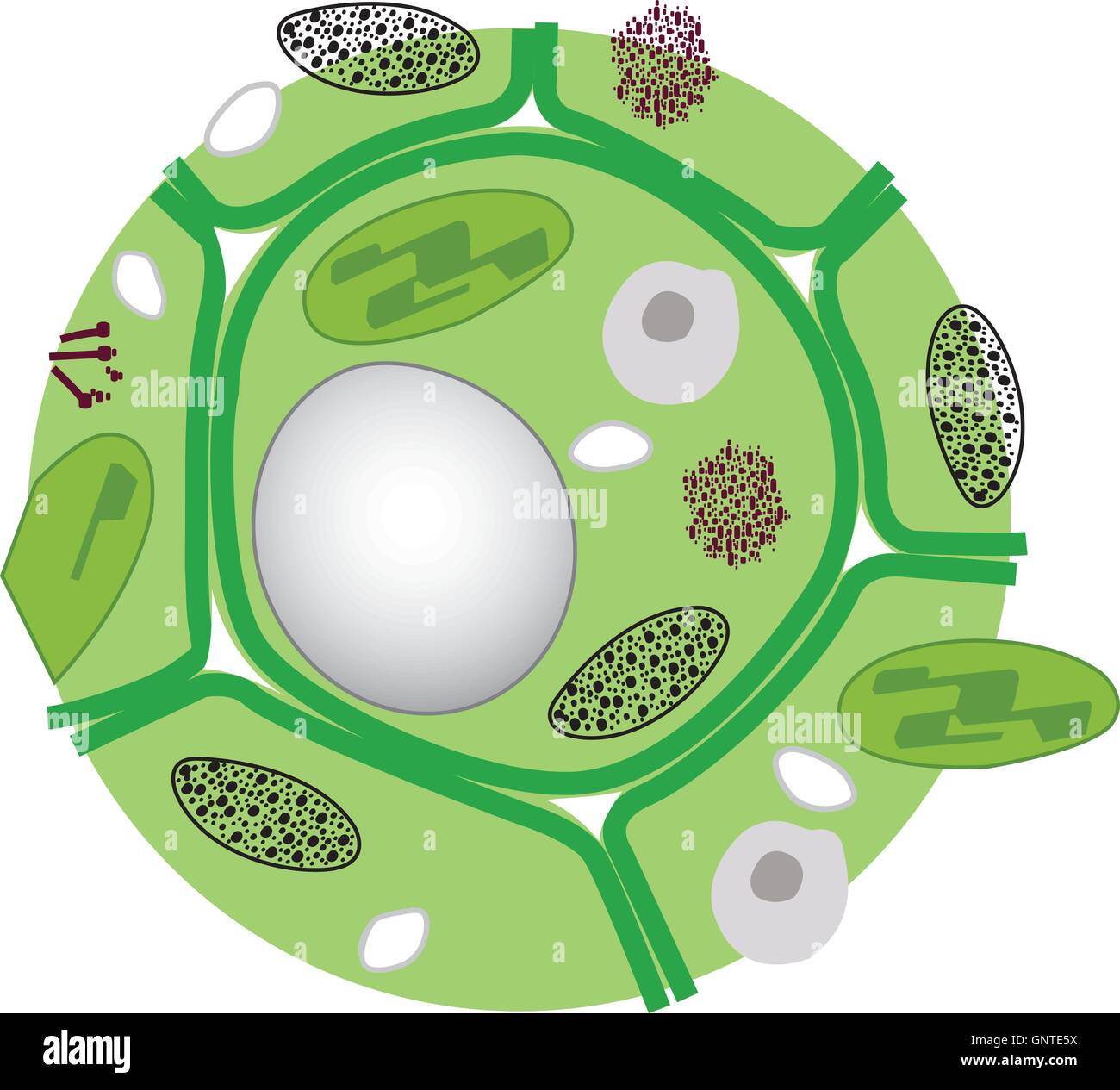 Cellulose Stock Vector Images - Alamy