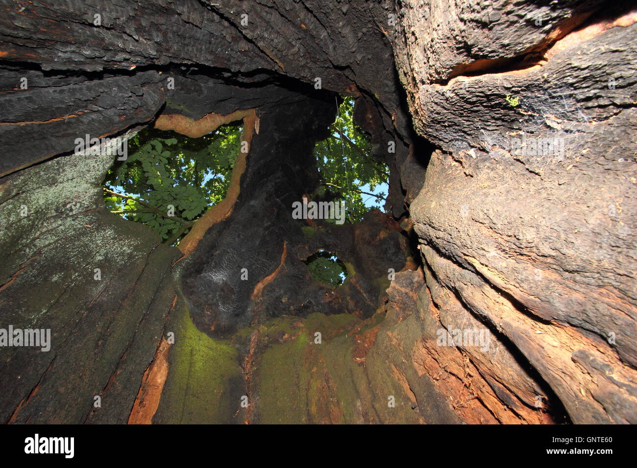 Looking up to the leaf canopy through the hollow trunk of a living ...