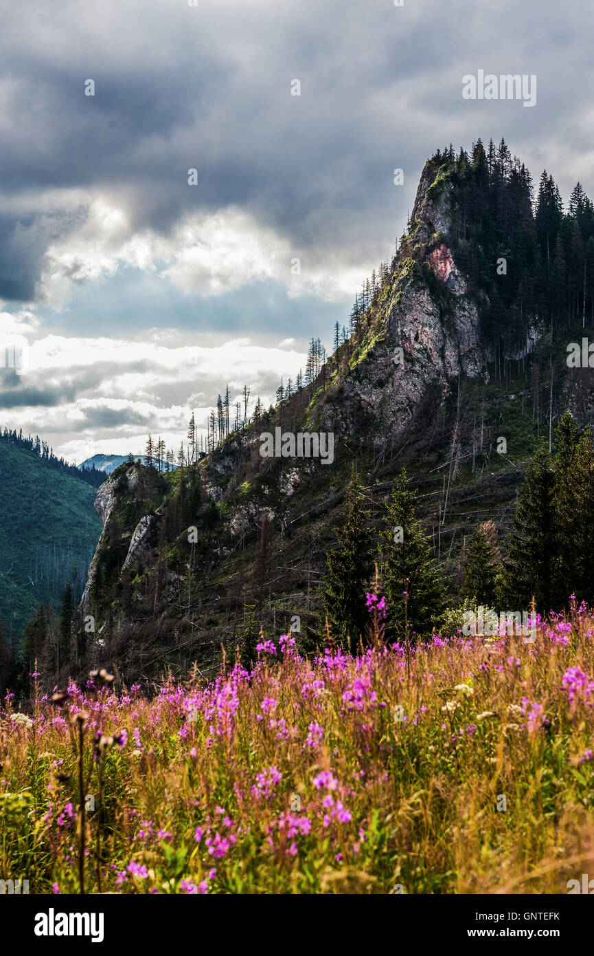 rocky peak of the mountain above the flowering meadow Stock Photo - Alamy