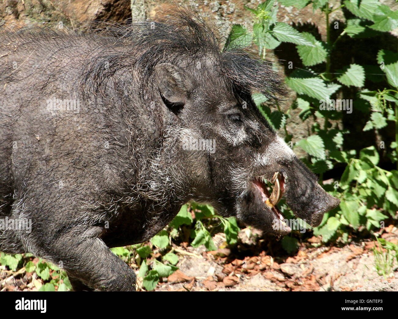 Closeup of a male Southeast Asian Visayan warty pig (Sus cebifrons ...
