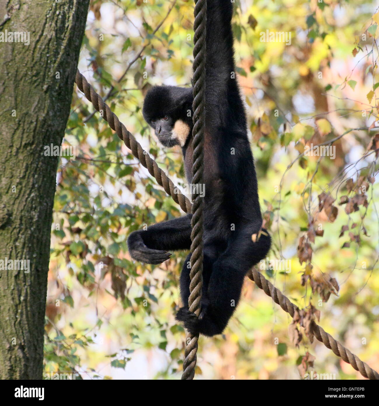 Gibbon joues jaunes hi-res stock photography and images - Alamy
