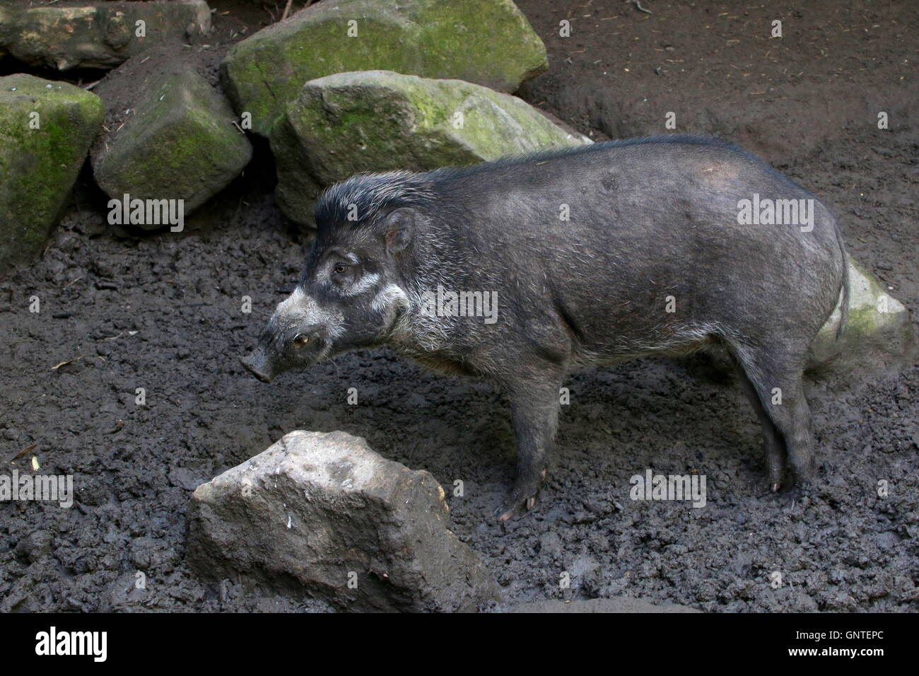 Male Southeast Asian Visayan warty pig (Sus cebifrons), native to the ...