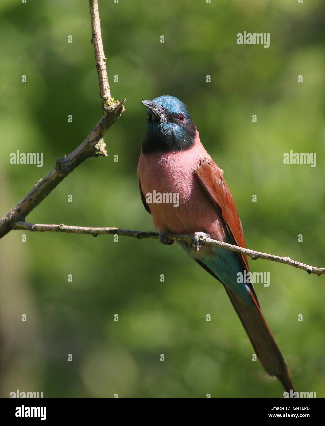 African Northern Carmine bee-eater a.k.a. Nubian bee eater (Merops ...