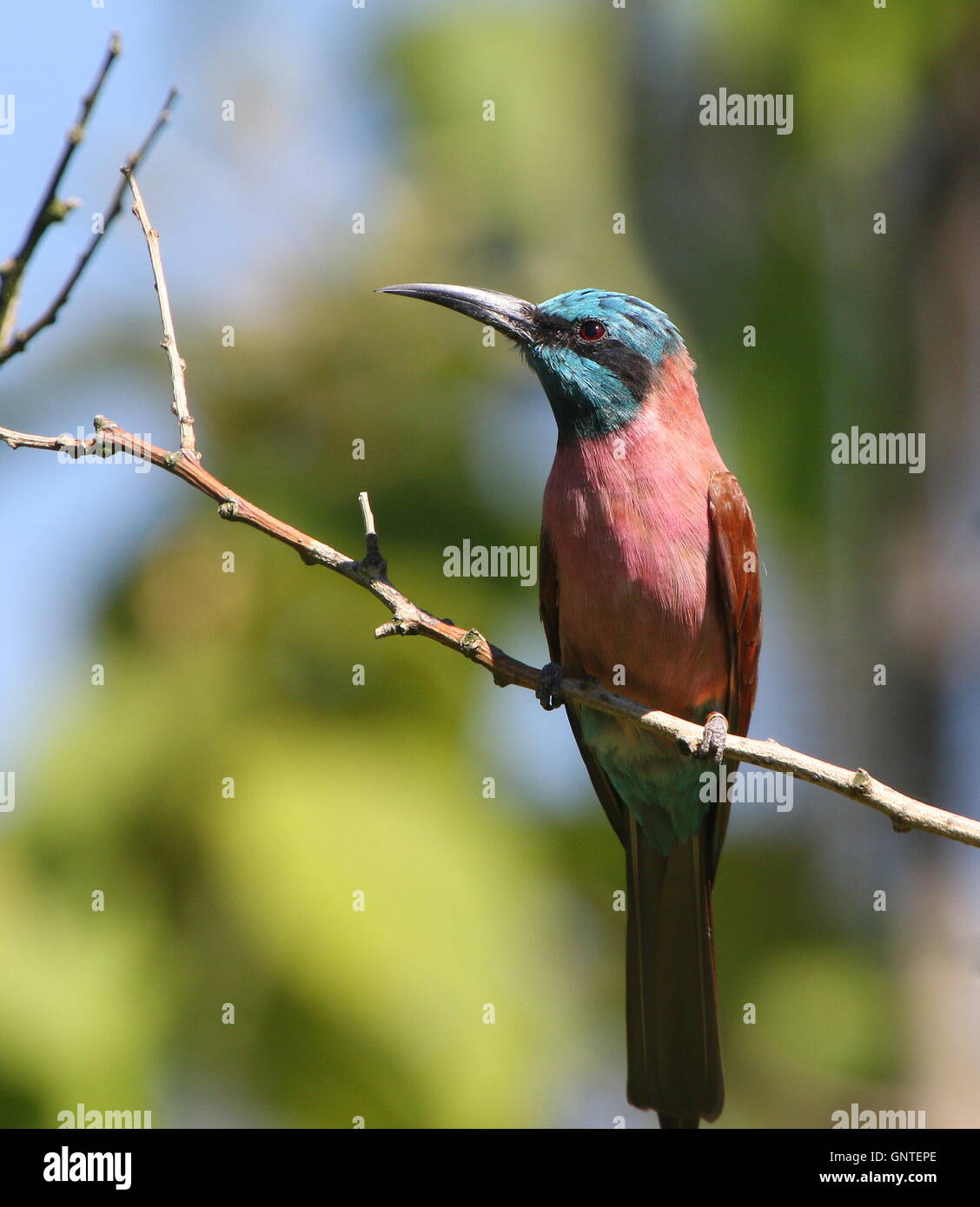 African Northern Carmine bee-eater a.k.a. Nubian bee eater (Merops ...