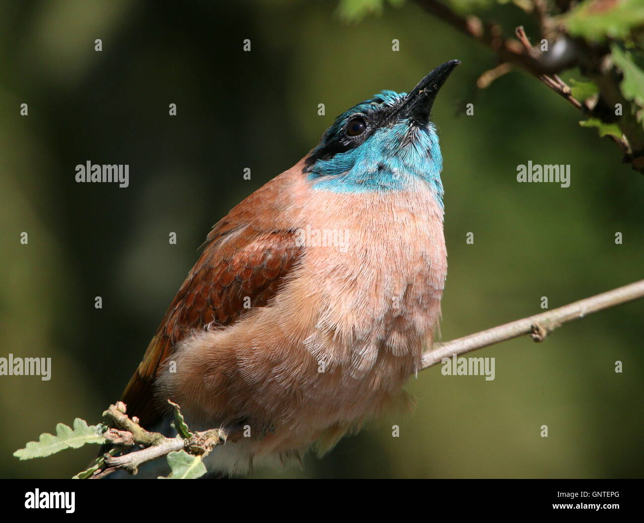 Juvenile African Northern Carmine bee-eater a.k.a. Nubian bee eater ...
