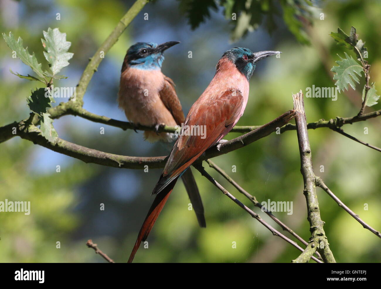 pair of African Northern Carmine bee-eaters a.k.a. Nubian bee eater ...