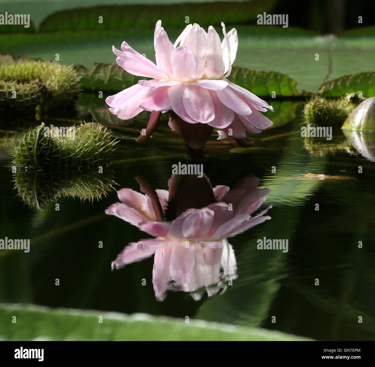 Closeup of a flowering South American Queen Victoria's water lily a.k.a ...