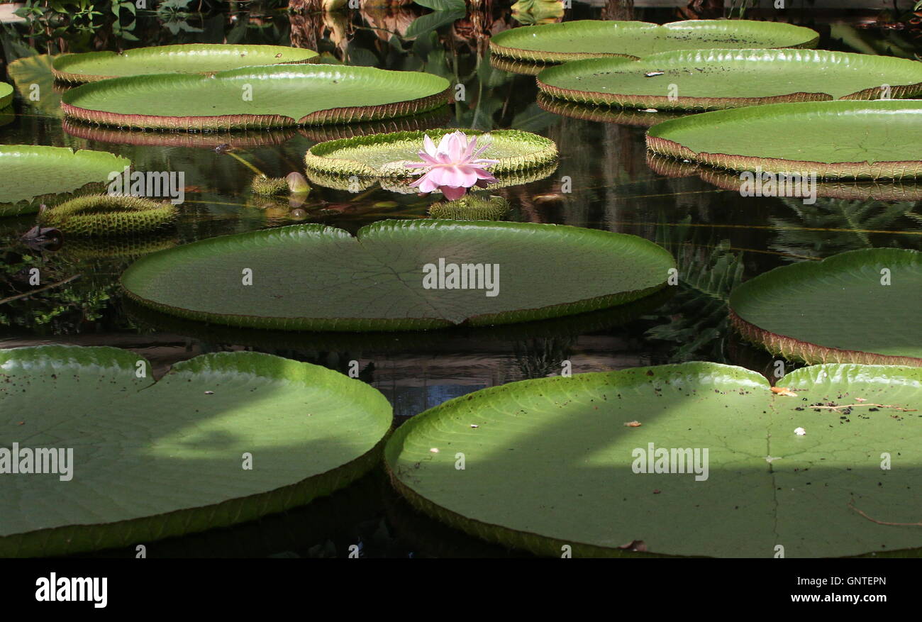 Giant leaves of the South American Queen Victoria's water lily a.k.a ...