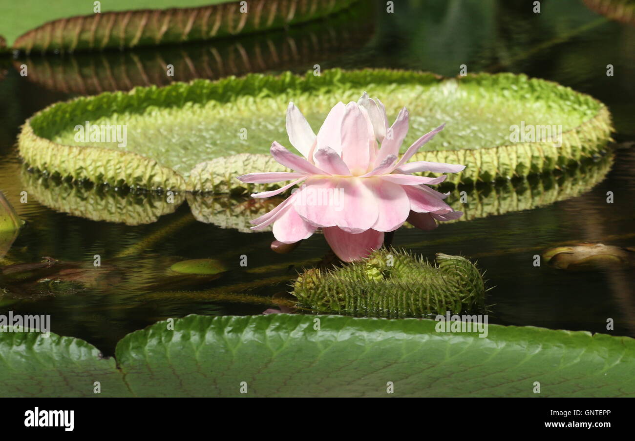 Flowering South American Queen Victoria's water lily a.k.a. Giant ...