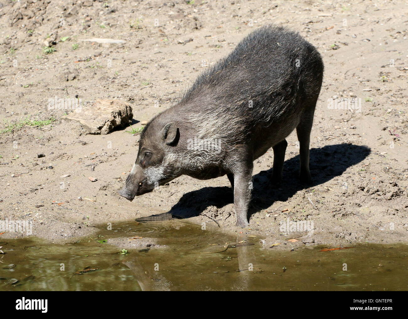 Bisayas hi-res stock photography and images - Alamy