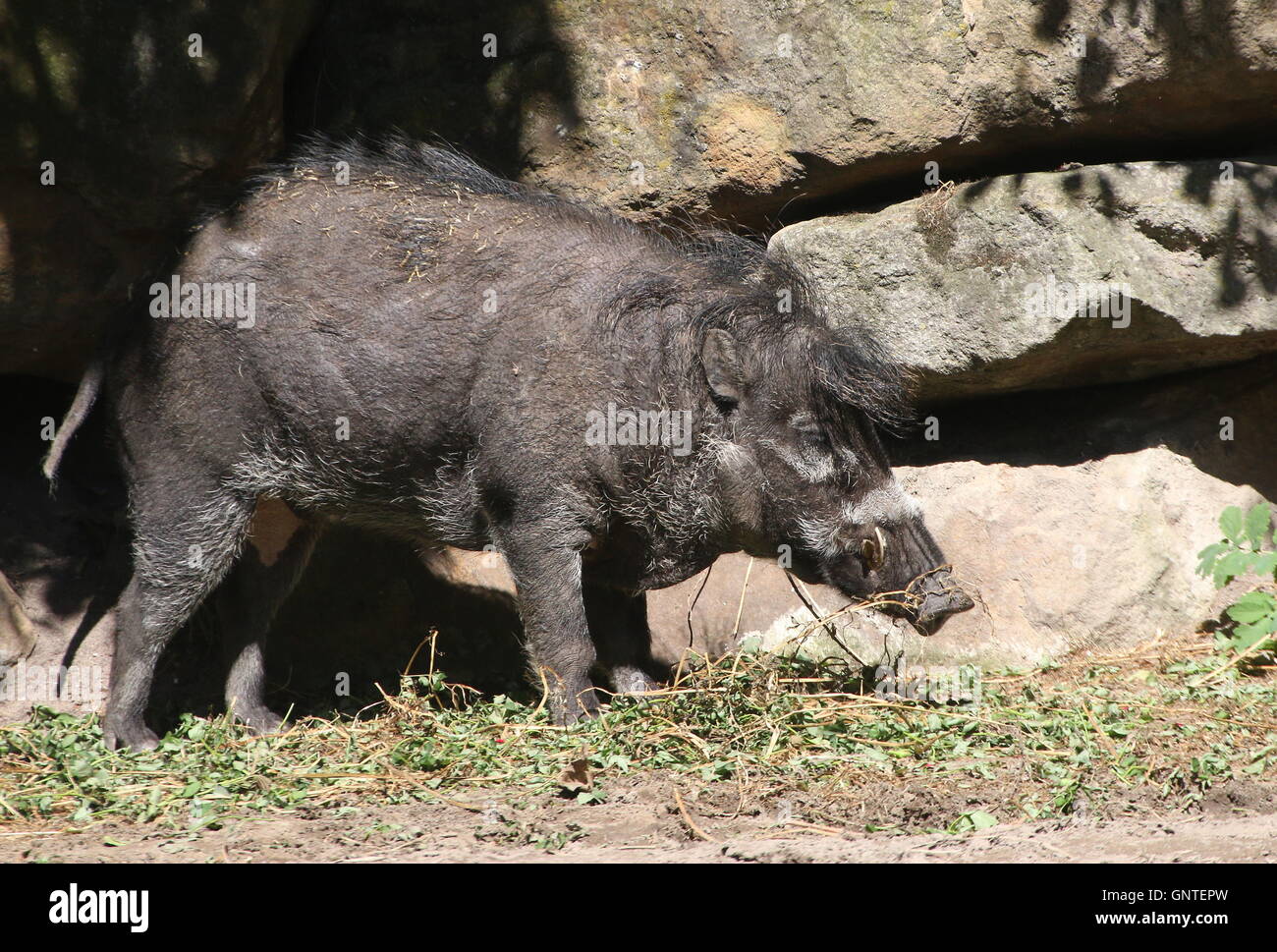 Male Southeast Asian Visayan warty pig (Sus cebifrons), native to the ...