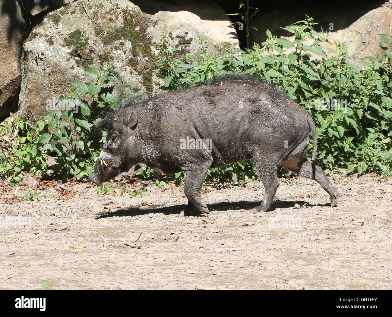 Male Southeast Asian Visayan warty pig (Sus cebifrons), native to the ...