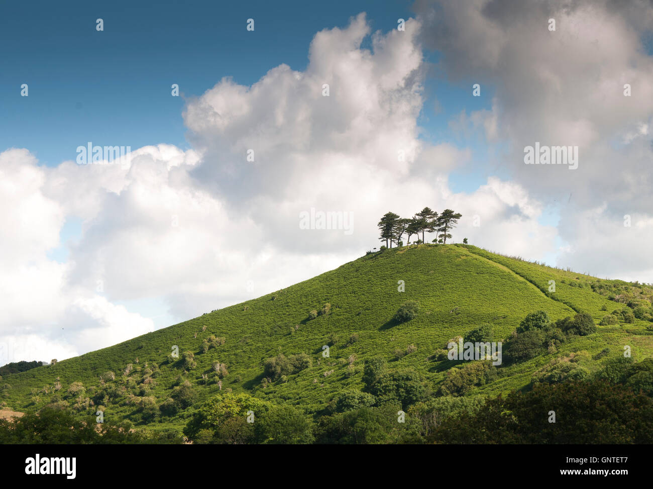 Pine tree topped Colmer's Hill, Symondsbury, Bridport, Dorset Stock ...