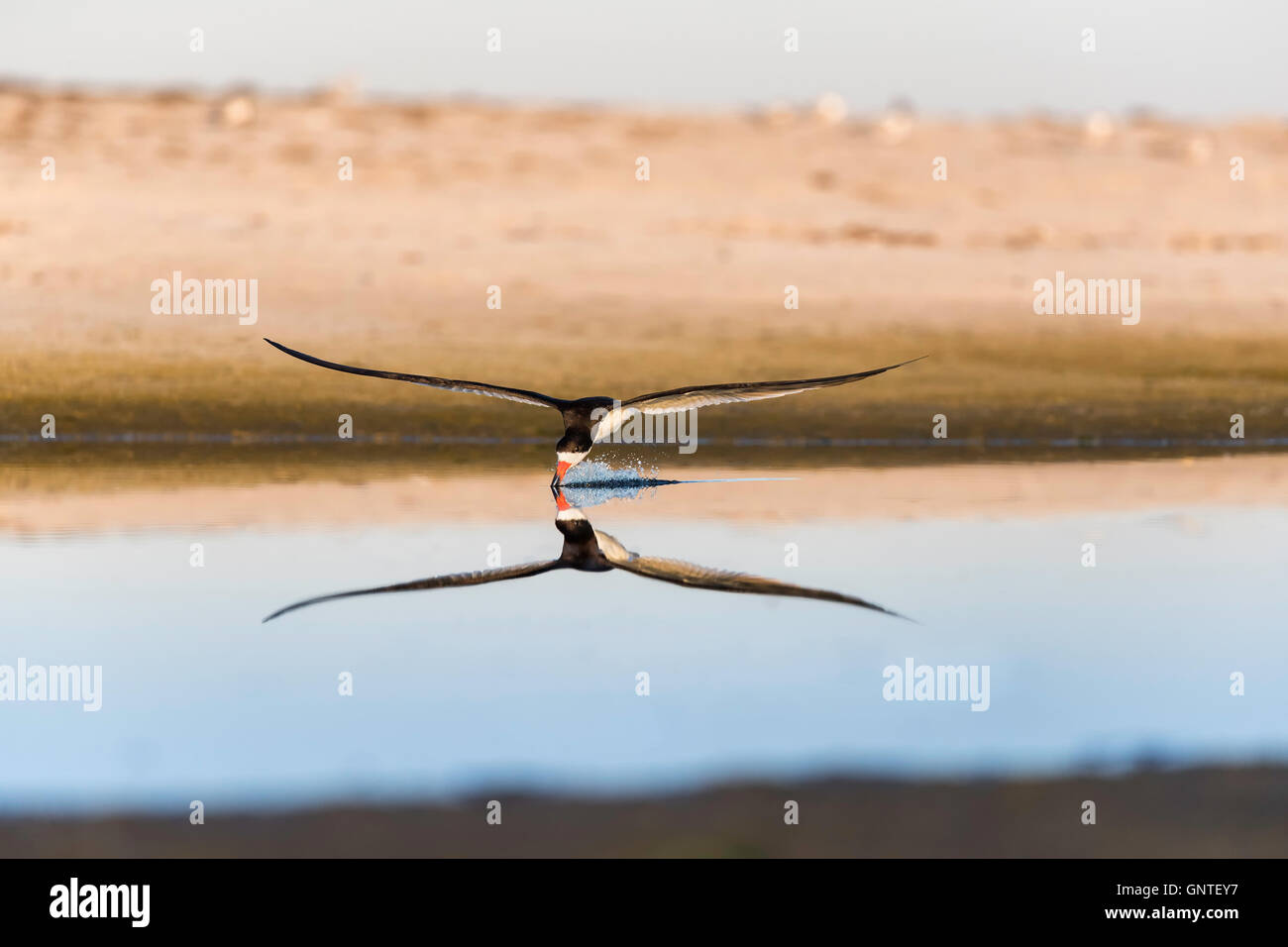 Skimming hi-res stock photography and images - Alamy