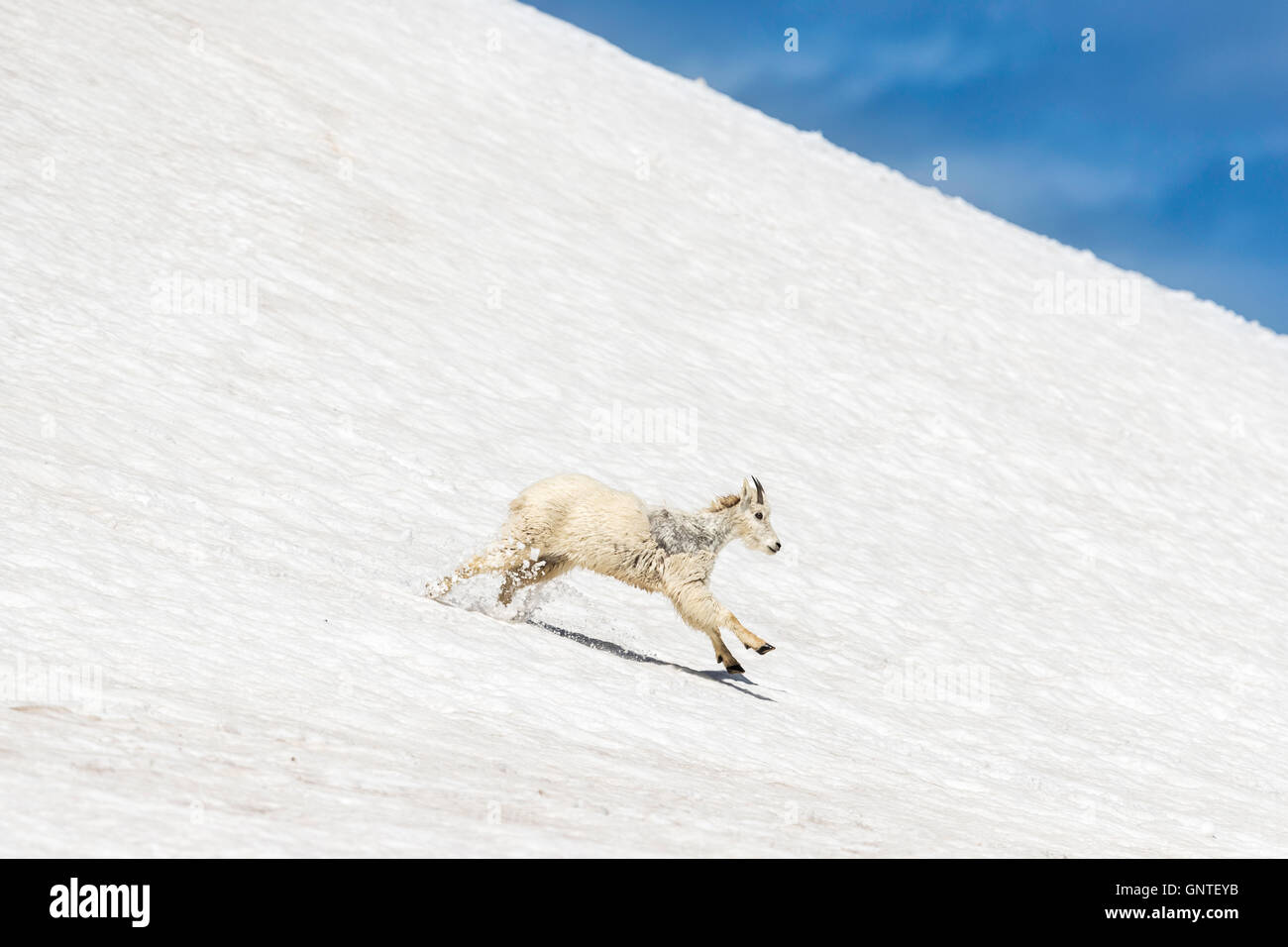 Mountain Goat Running